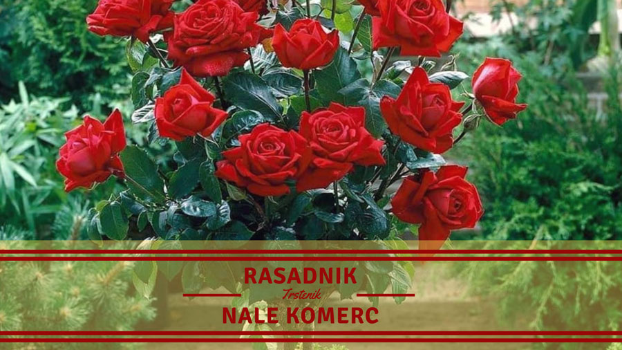 Rasadnik Nale Komerc Trstenik | Poslovne Strane Srbije